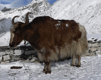 yak shaving – Schneide Blog